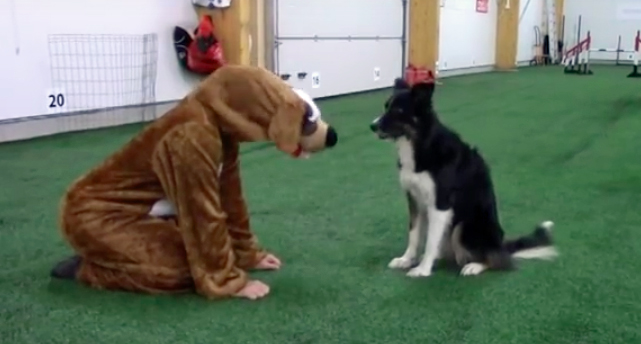 Funny Insights To Dog’s Perspective in Agility: Whose fault? - OneMind Dogs