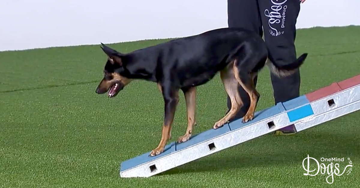 2on2off On Dogwalk - Adding Challenge - OneMind Dogs