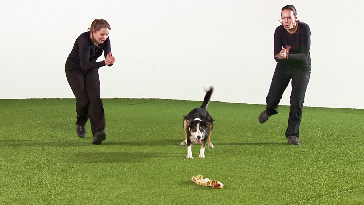 Sounds [video] - OneMind Dogs