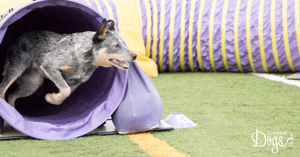 Remember the Tunnel Brake? - OneMind Dogs