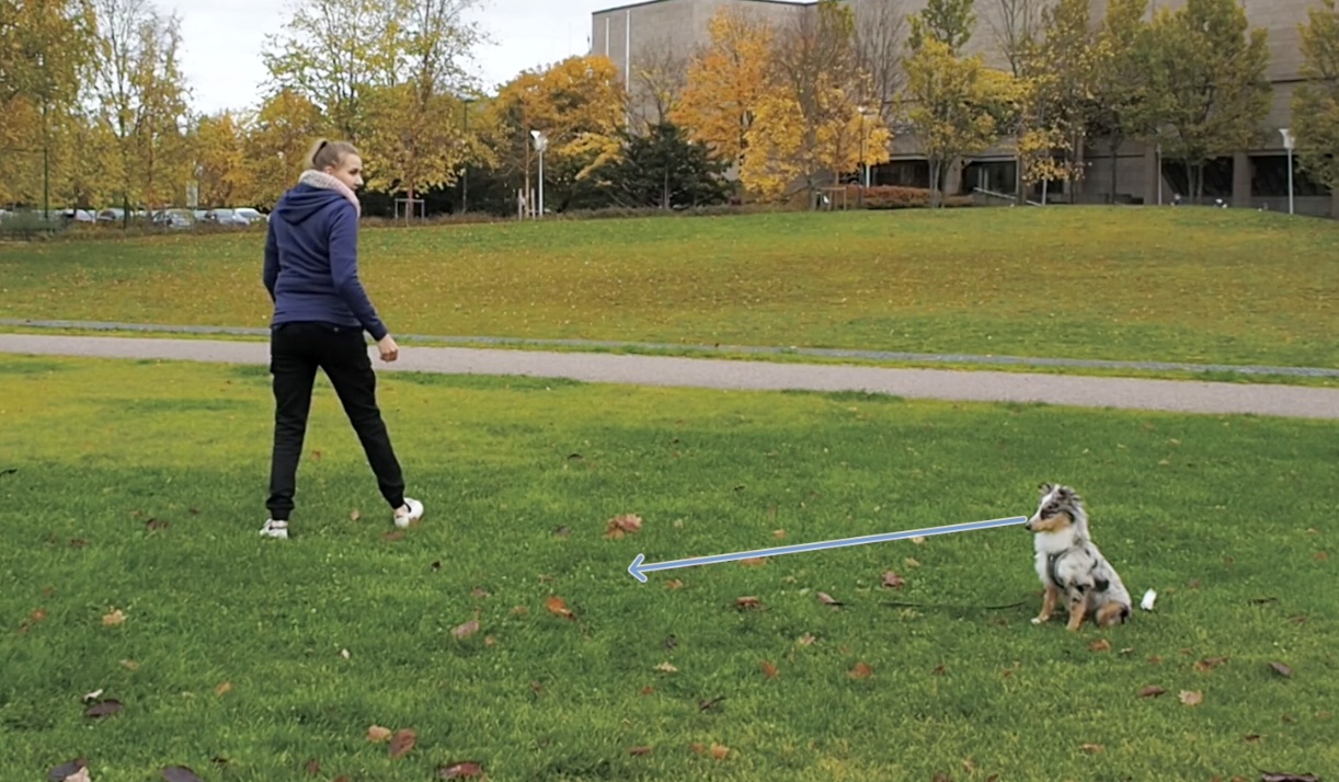 7 handling elements - OneMind Dogs