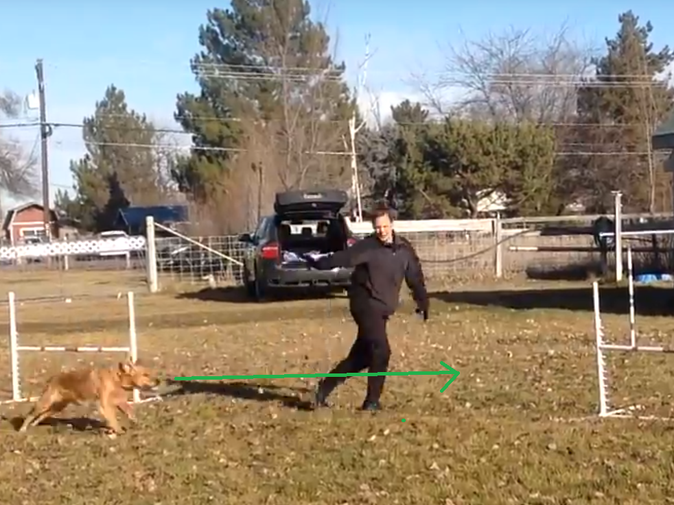 Blind cross - OneMind Dogs